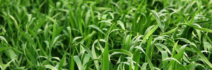 Growing Barley Grass (Barley Grass). – KWEEK