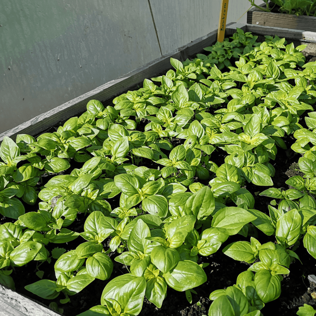 How to grow basil in a greenhouse – KWEEK
