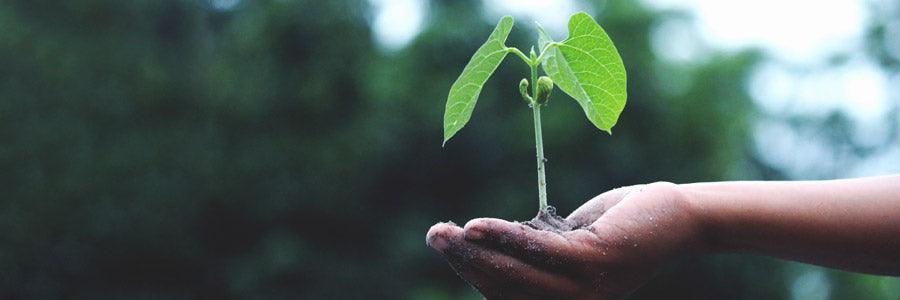 Kweken voor beginners – KWEEK