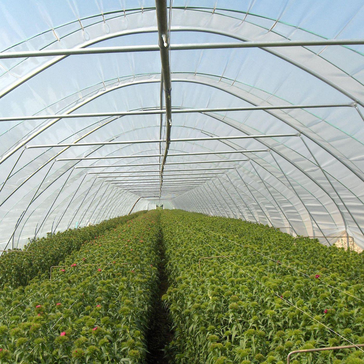 KWEEK ⚡ de meest complete leverancier voor foliekassen en tunnels ⚡